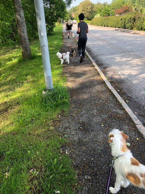 Hunddagis – R4's Koncern